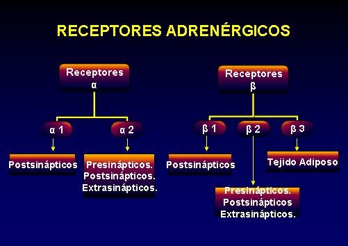 ADRENALINA: Receptores de adrenalina y sus efectos
